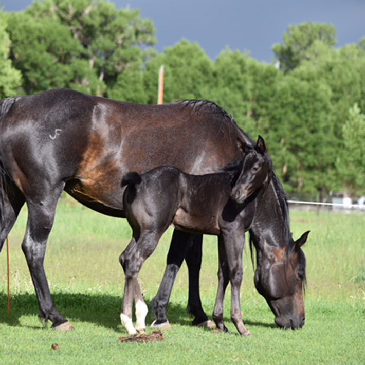 Reproductive Services – Rx Equine