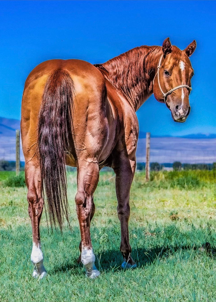 Rx Equine | Keeping your horse healthy and safe.