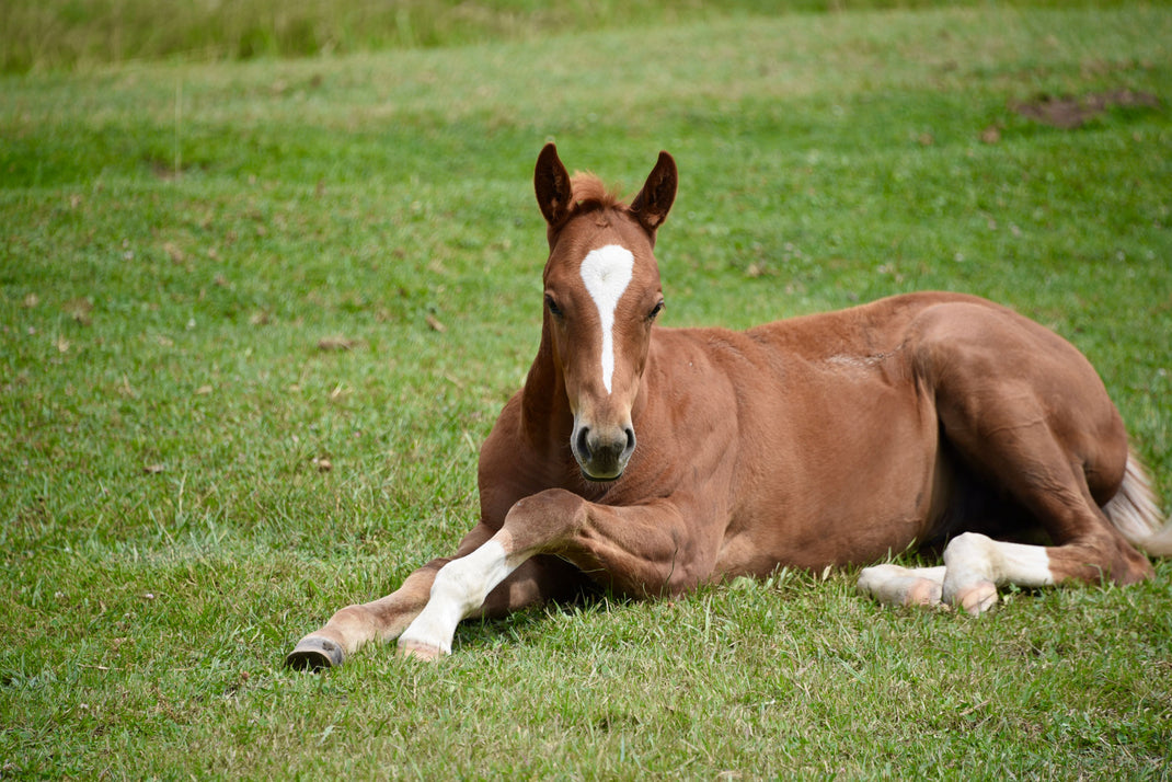 Rx Equine | Keeping your horse healthy and safe.